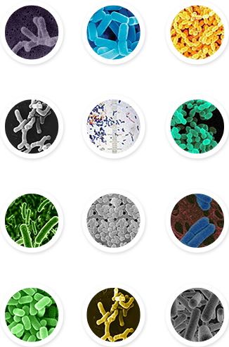 Vive Biotics | Perfect Origins